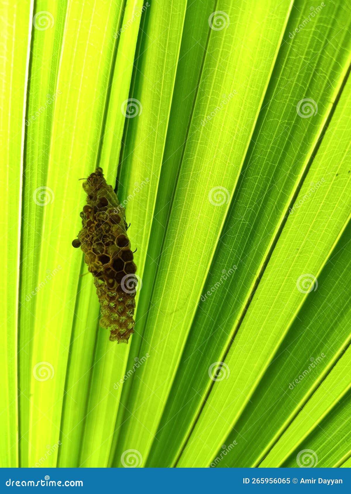 Wasp Colony on the Green Palm Leaf Stock Image - Image of foliage, palm ...