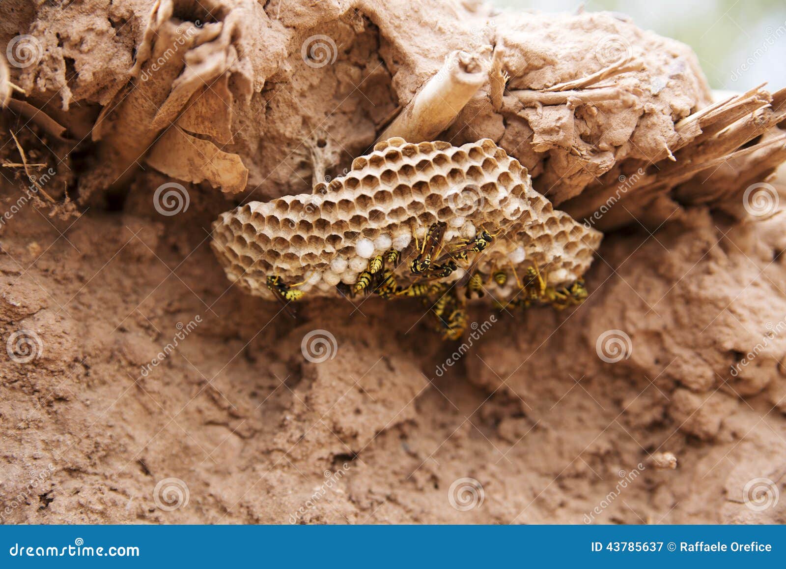 Wasp colony stock image. Image of winged, eggs, insects - 43785637