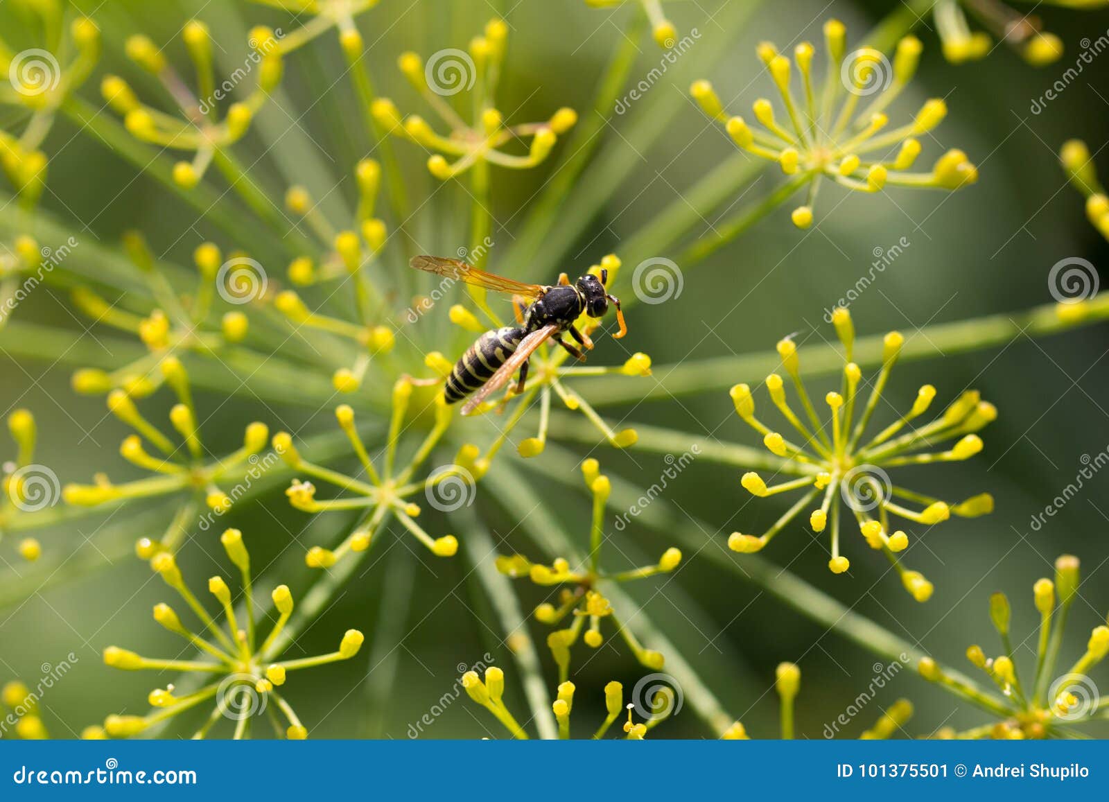 Wasp on the Colors in Nature Stock Image - Image of yellowjacket ...