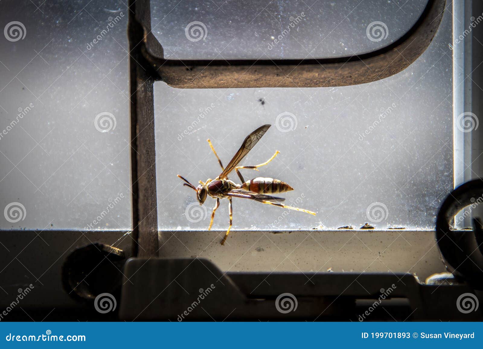 Wasp Crawling Around on a Dirty Window Stock Image - Image of antenna ...