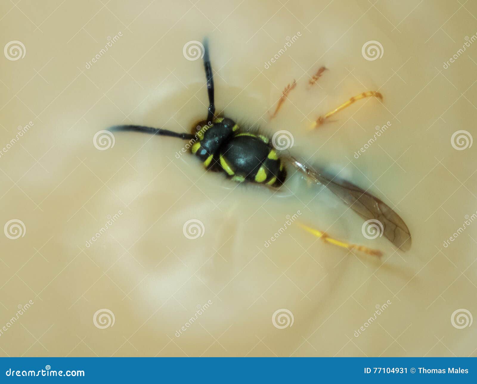 Wasp in the cup stock image. Image of allergy, venom - 77104931