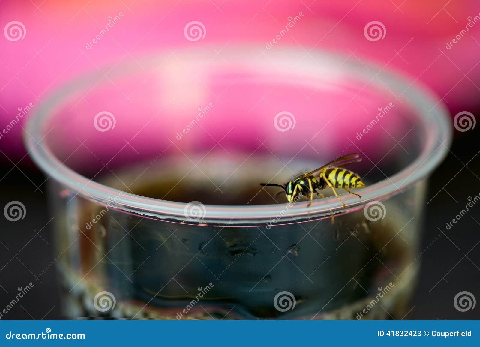 Wasp on the cup stock image. Image of refresh, pain, plastic - 41832423