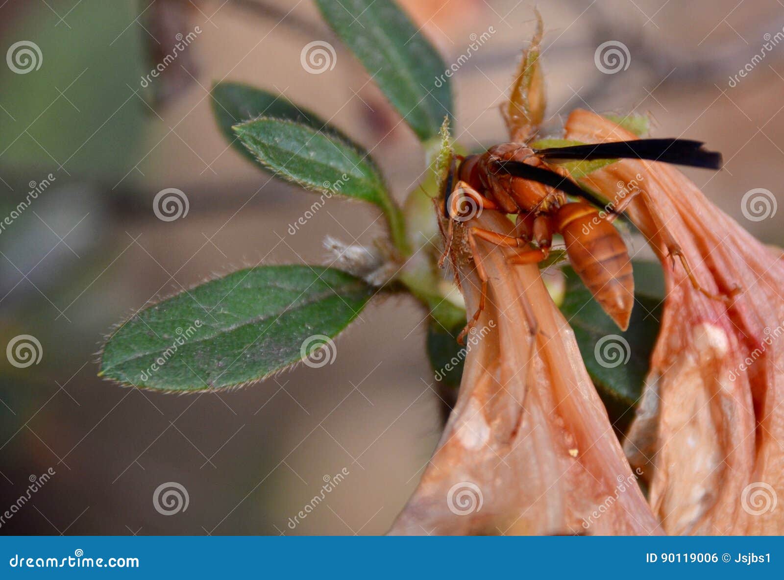 Wasp on dead azalea stock photo. Image of growth, insect - 90119006