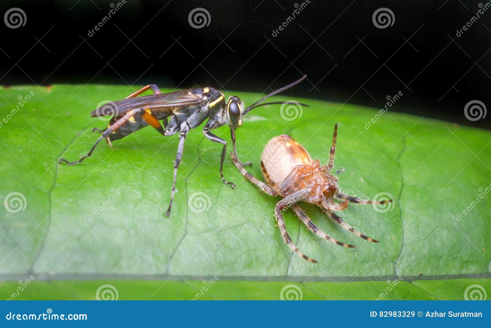 Dead Spider Royalty-Free Stock Image | CartoonDealer.com #127653496