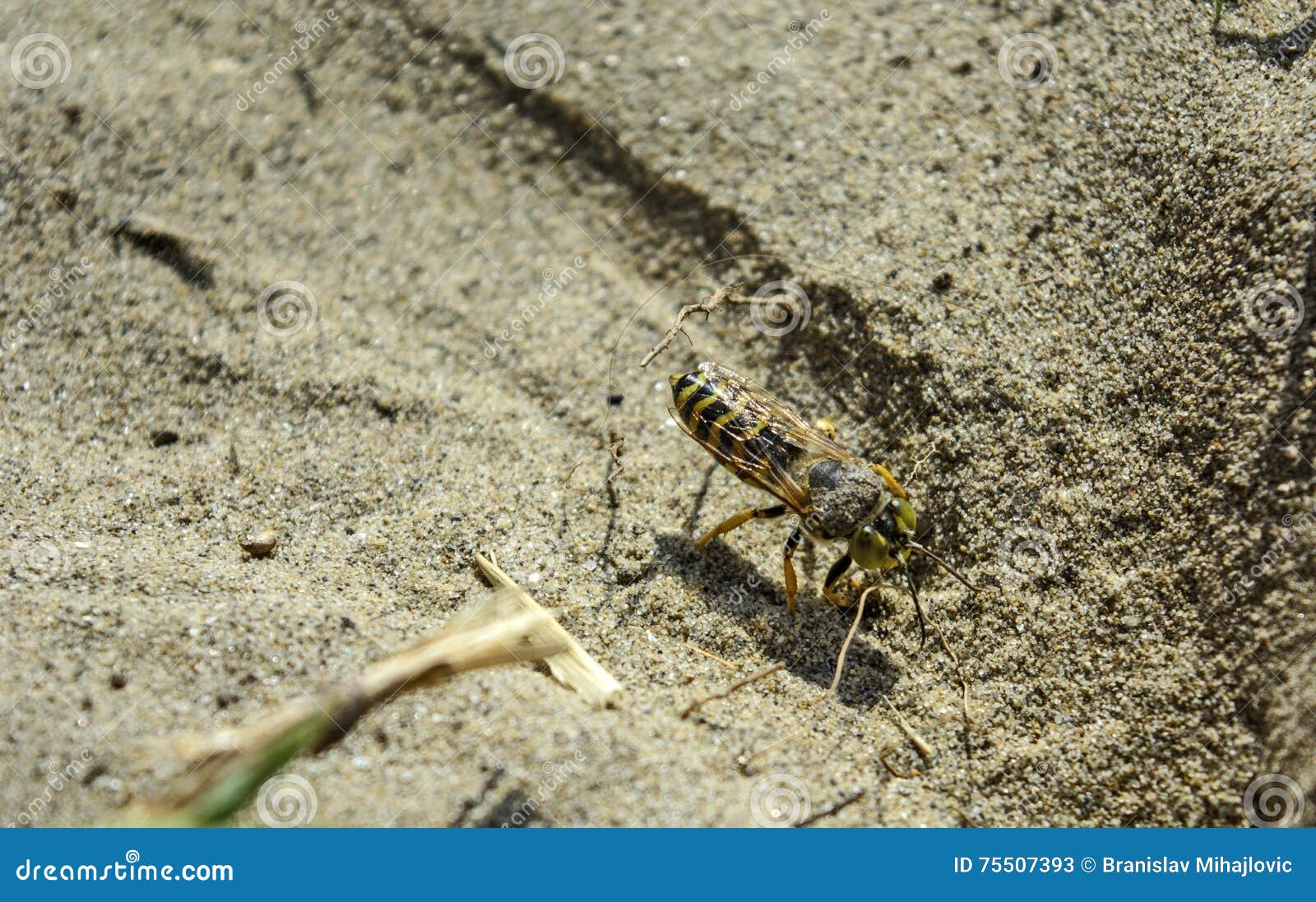 Wasp digs in the sand stock image. Image of striped, dangerous - 75507393