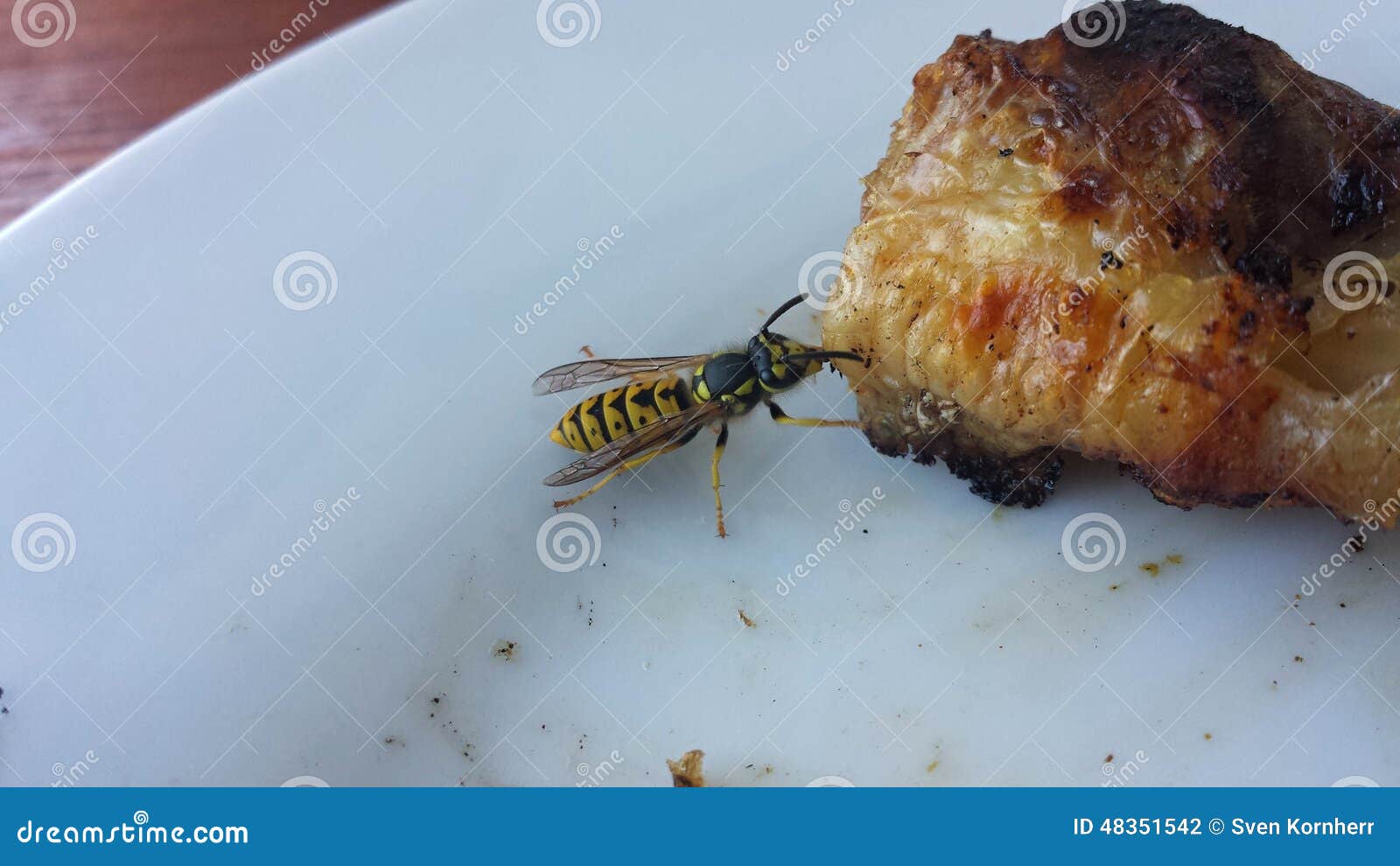Wasp dinner stock photo. Image of croatia, wasp, dish - 48351542