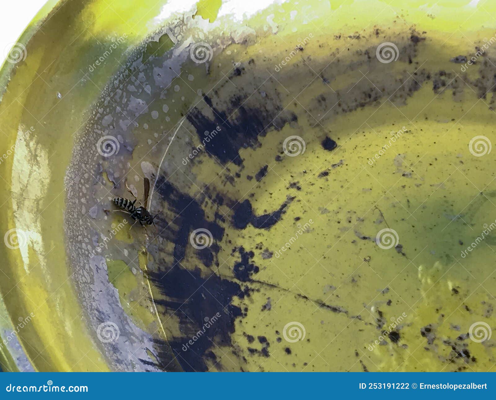 Wasp Drinking Water in a Ceramic Bowl Stock Photo - Image of entomology ...