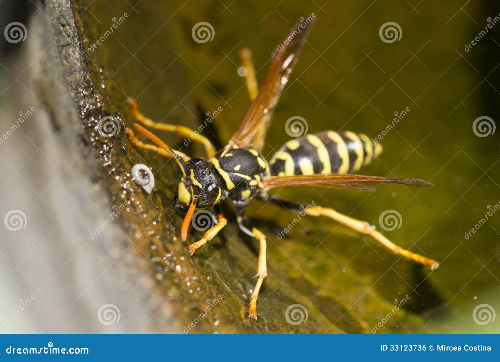 Wasp drinking water stock photo. Image of sand, insect - 33123736