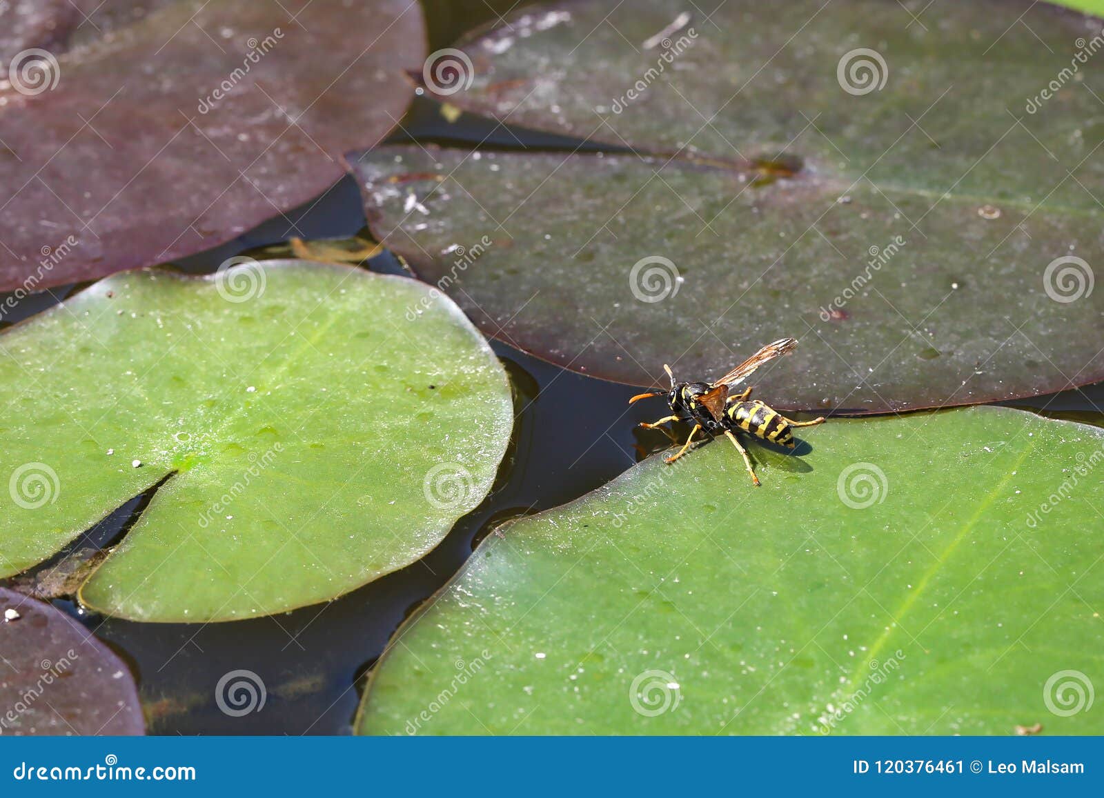 Wasp Drinking Water from the Pond Stock Image - Image of group ...