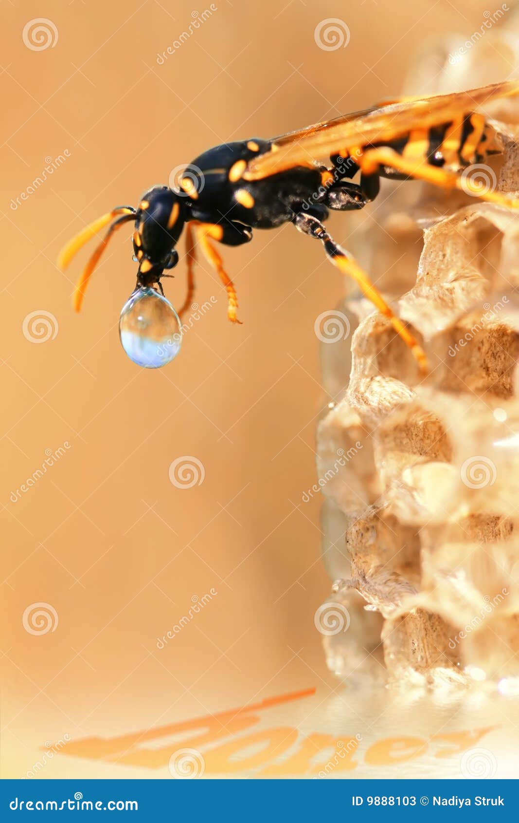 Wasp and drop of nectar stock image. Image of busy, healthy - 9888103