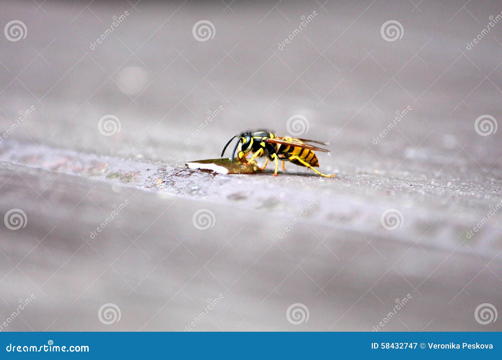 Wasp stock image. Image of fauna, wild, nature, striped - 58432747