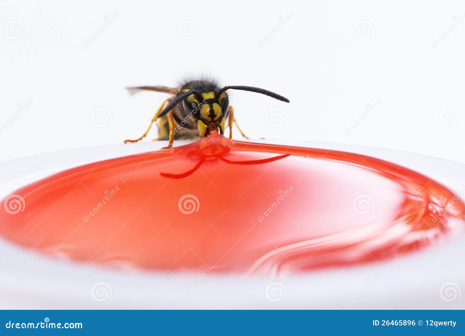 Wasp eating stock photo. Image of close, closeup, yellow - 26465896