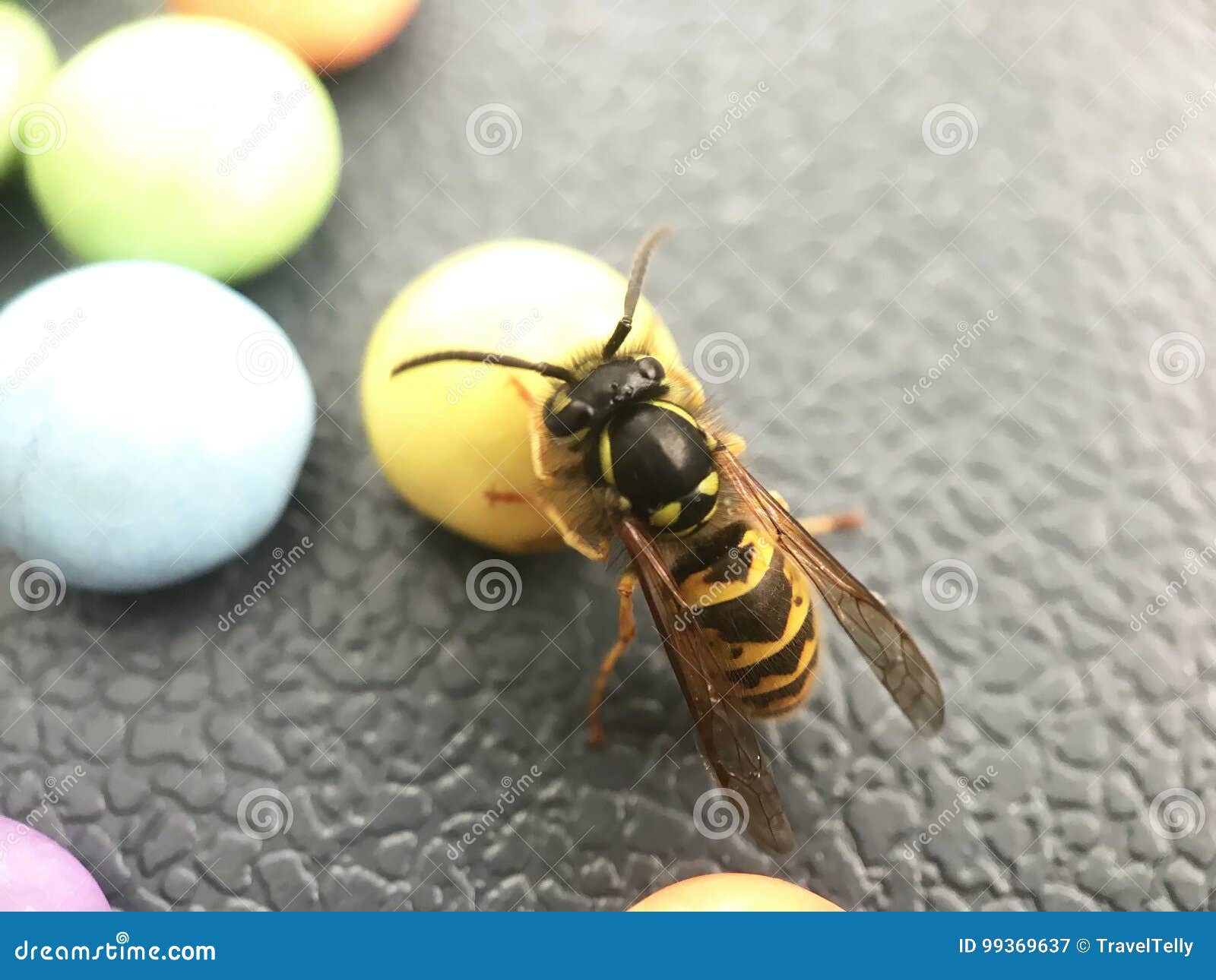 Wasp eating from candy stock image. Image of sweet, animal - 99369637