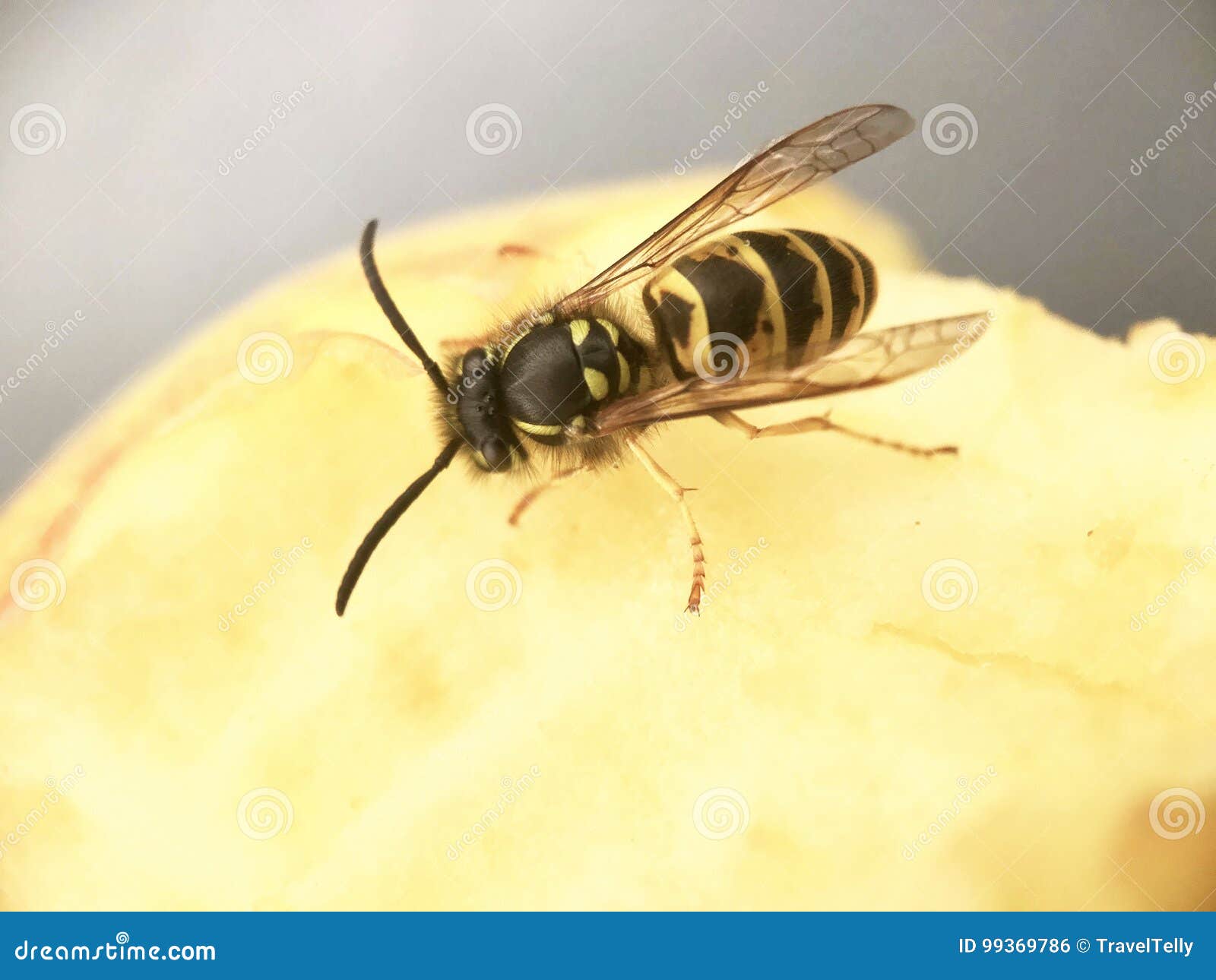 Wasp eating from candy stock photo. Image of sweet, insect - 99369786