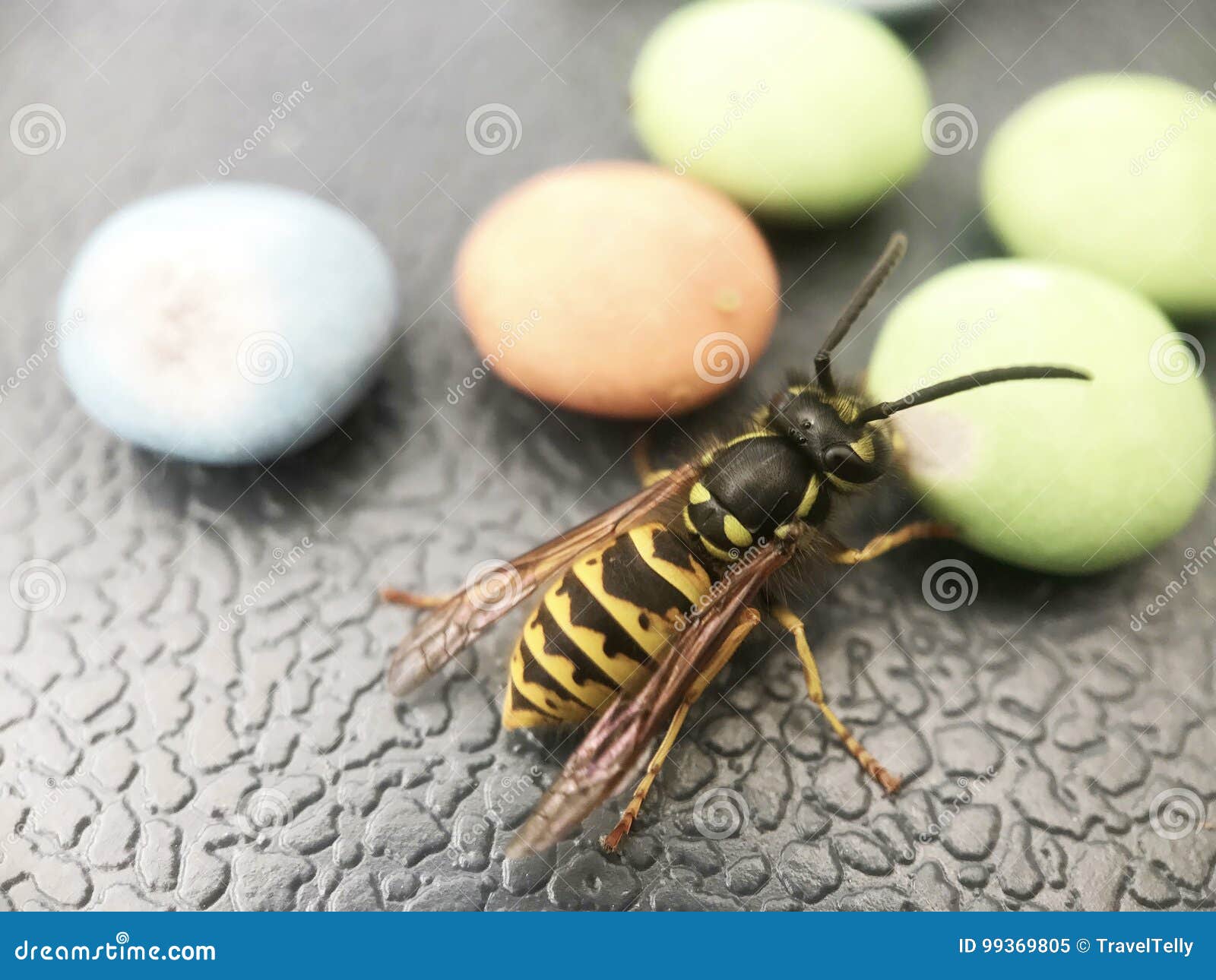 Wasp eating from candy stock image. Image of sweet, netherlands - 99369805