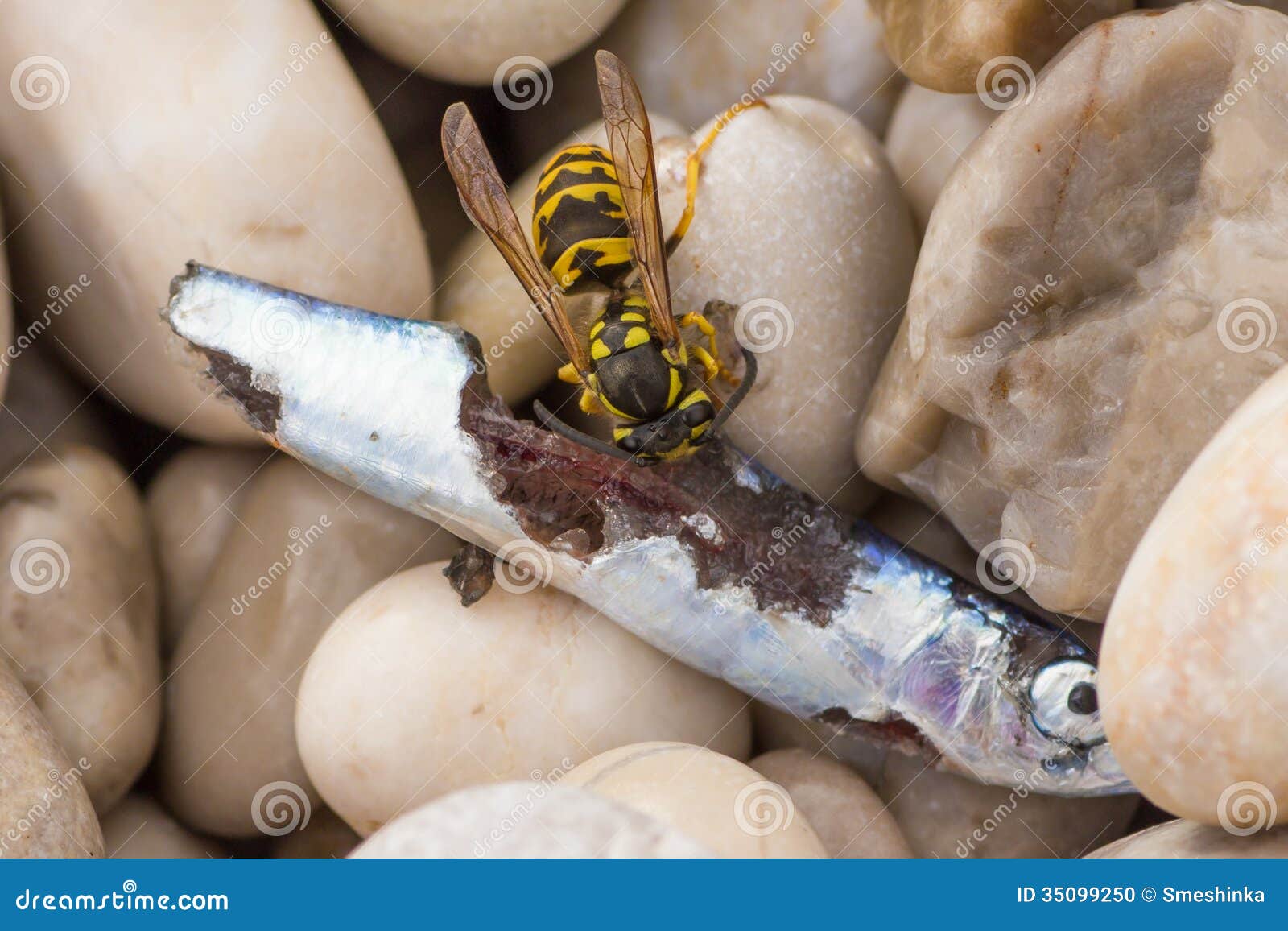 A wasp eating a dead fish stock photo. Image of wasp - 35099250