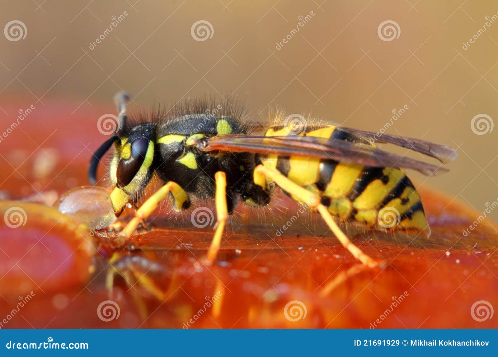 Wasp eating honey stock image. Image of membranous, stings - 21691929
