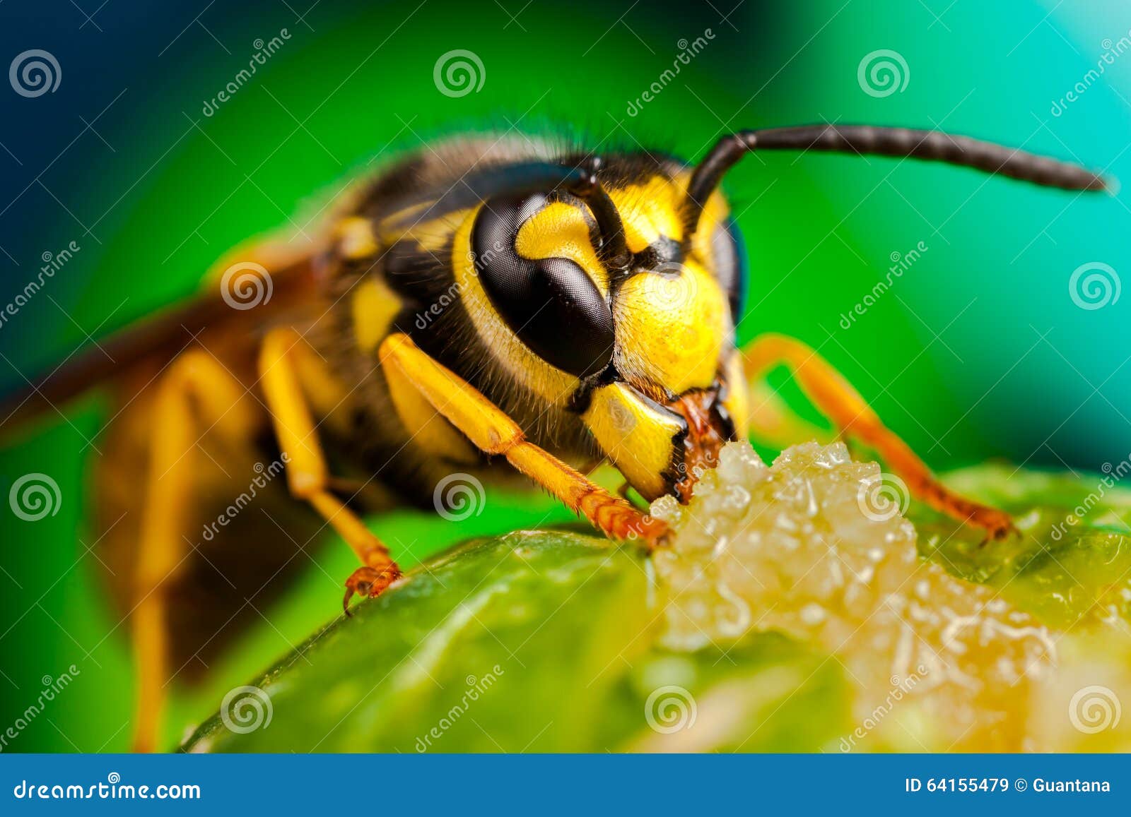 Wasp eating honey stock image. Image of striped, background - 64155479