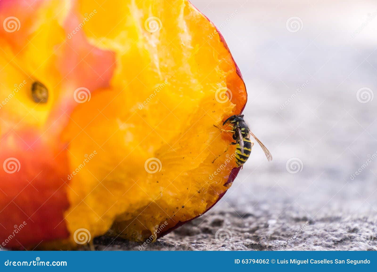 Wasp eating peach stock photo. Image of isolated, snack - 63794062