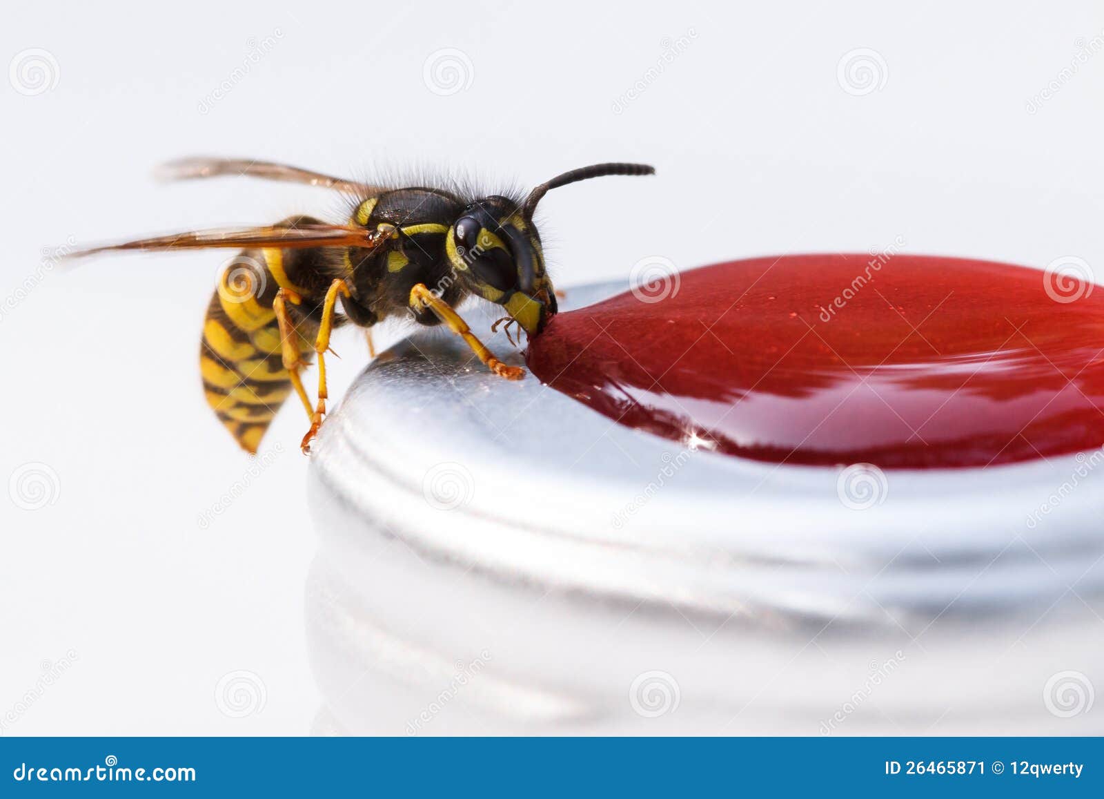 Wasp eating red jam stock image. Image of delicious, sweet - 26465871
