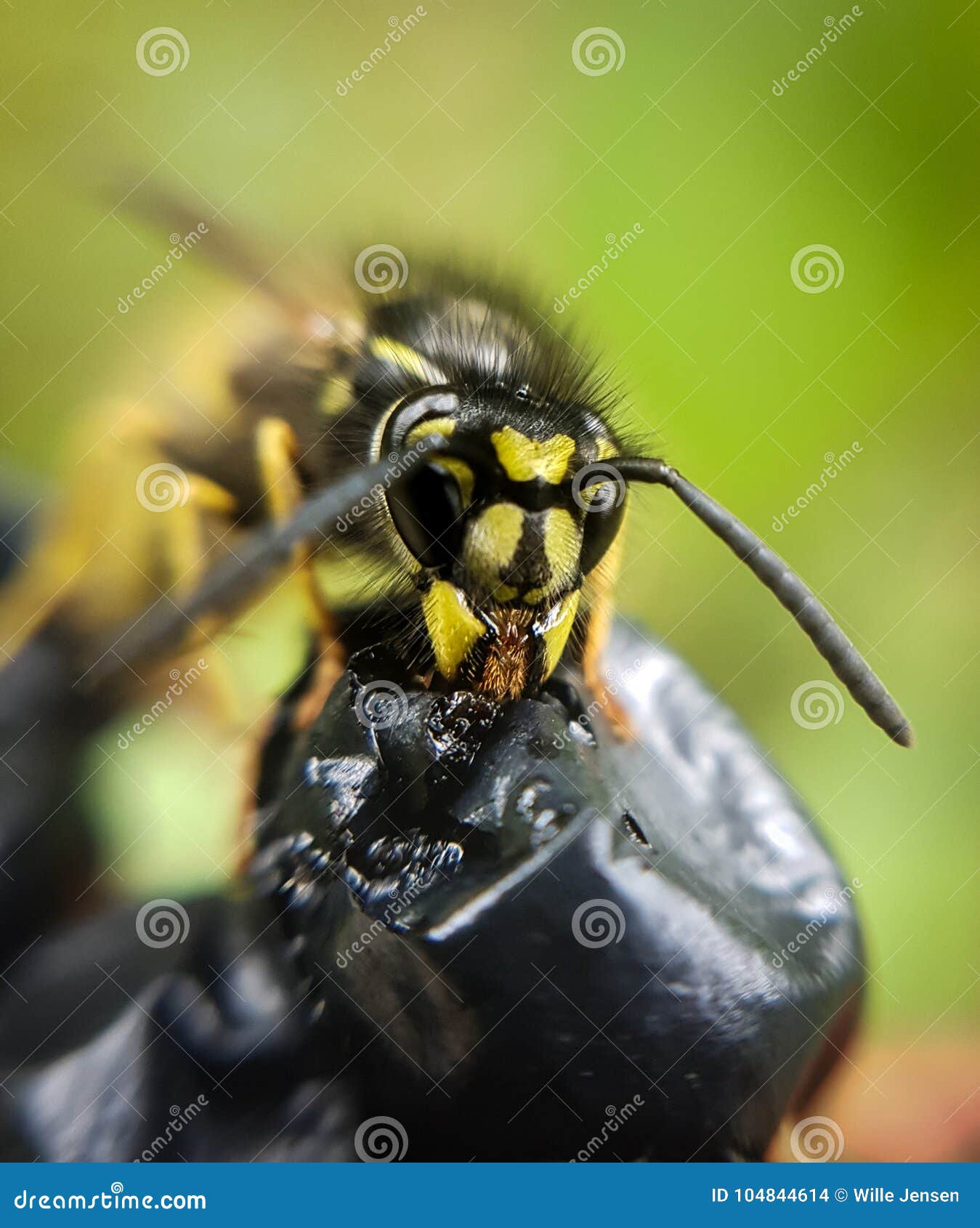 Wasp eating stock photo. Image of closeup, horror, insect - 104844614