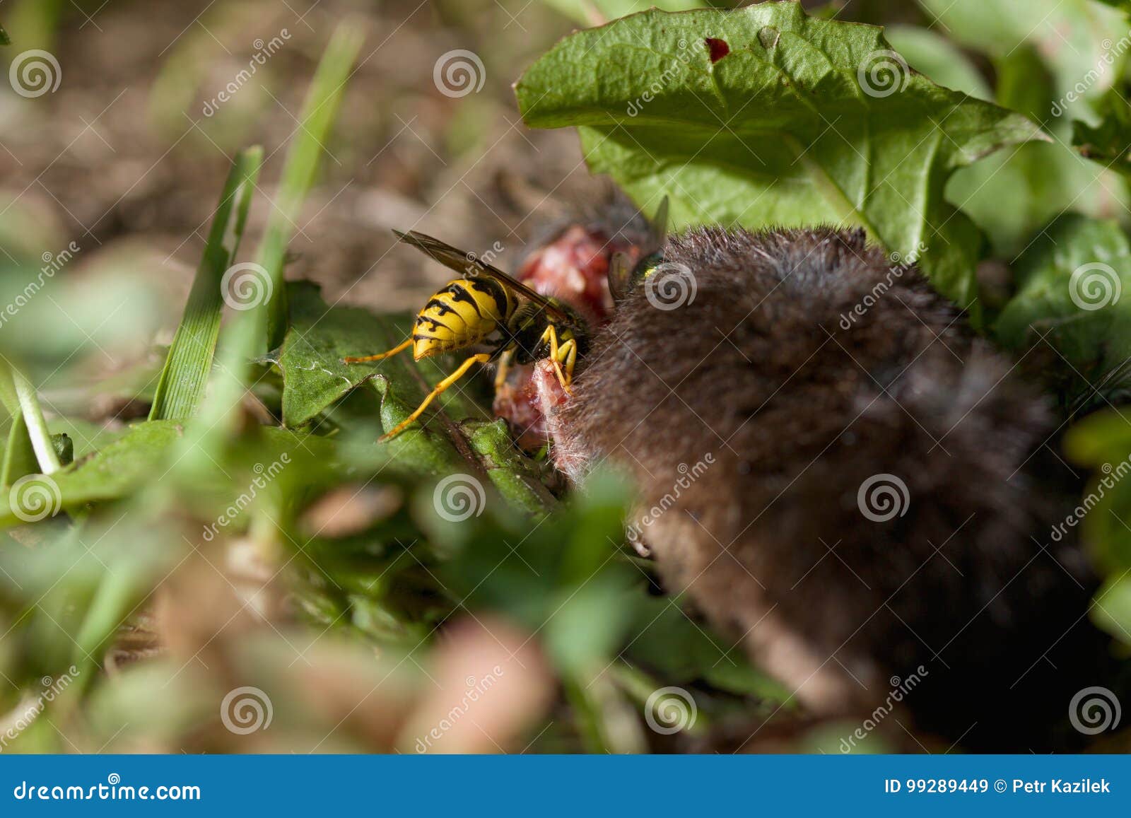 Wasp eats dead mouse stock image. Image of detail, cleaning - 99289449