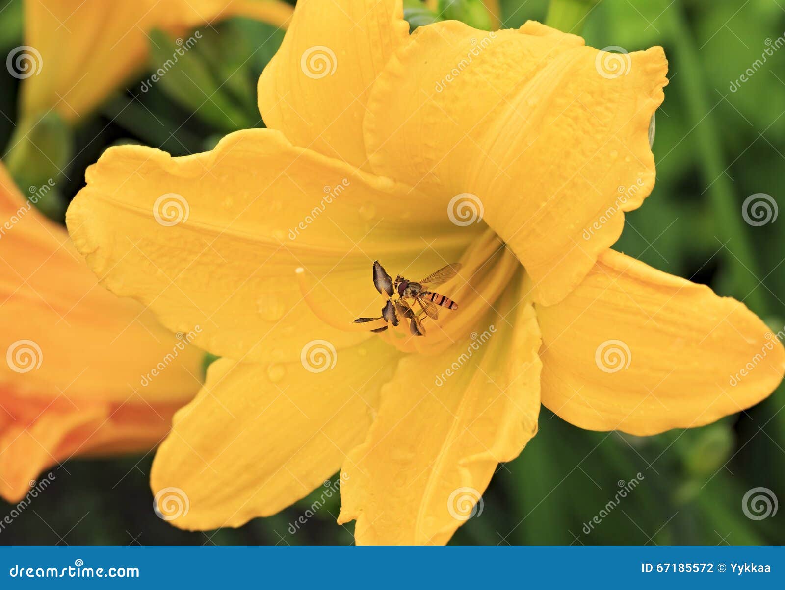 Wasp eats nectar lily. stock photo. Image of fresh, bloom - 67185572