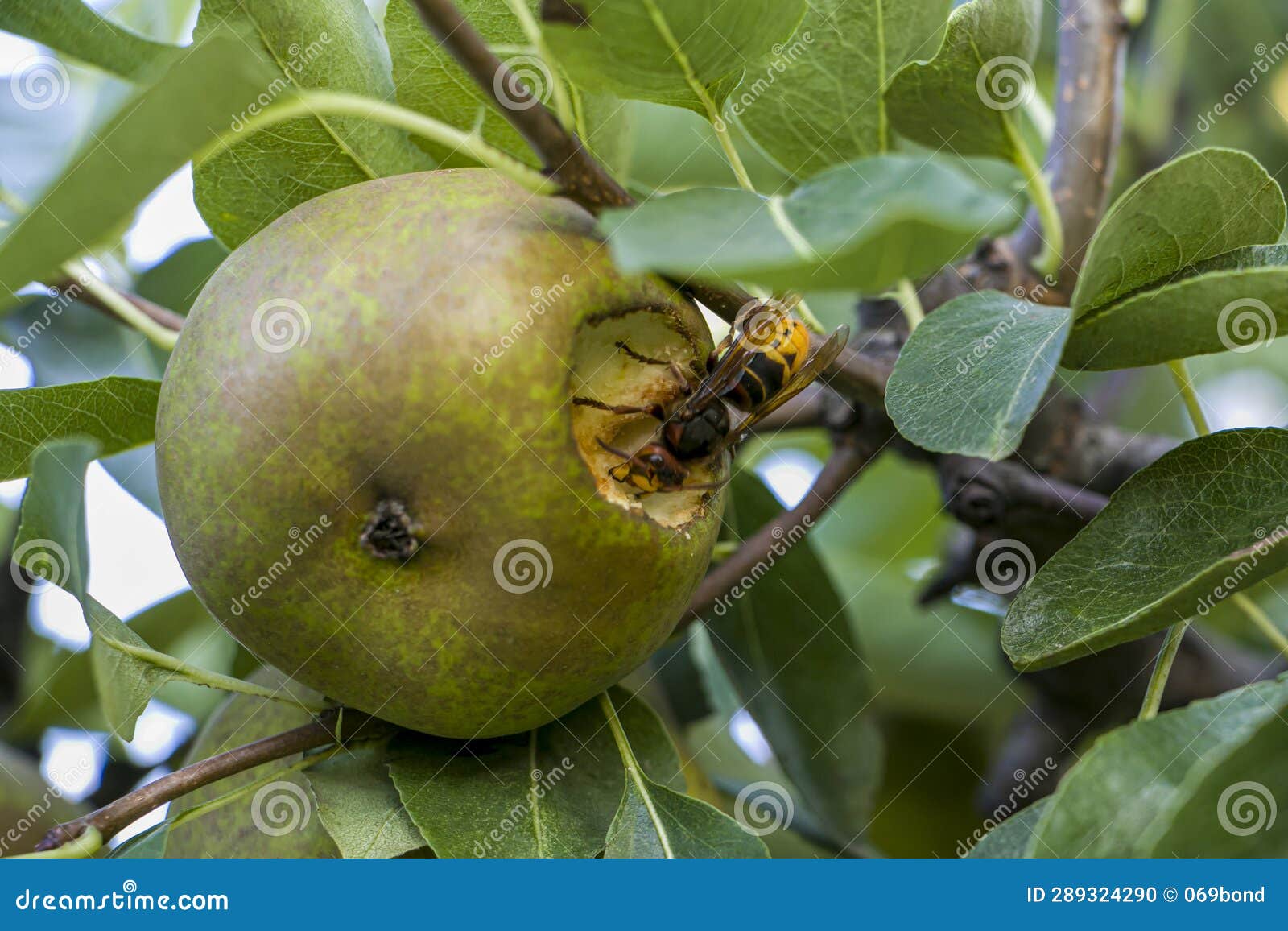 A Wasp Eats Pear Fruit on a Pear Tree. a Wasp Eats a Pear Growing on a ...