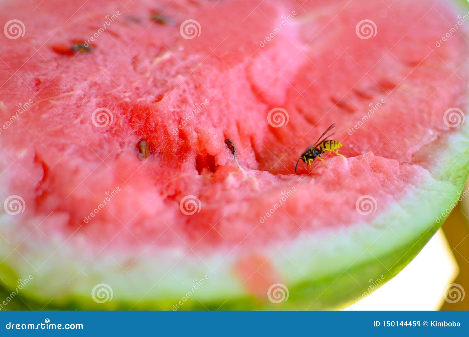 Wasp Eats a Red Watermelon in Nature Stock Image - Image of sweet ...