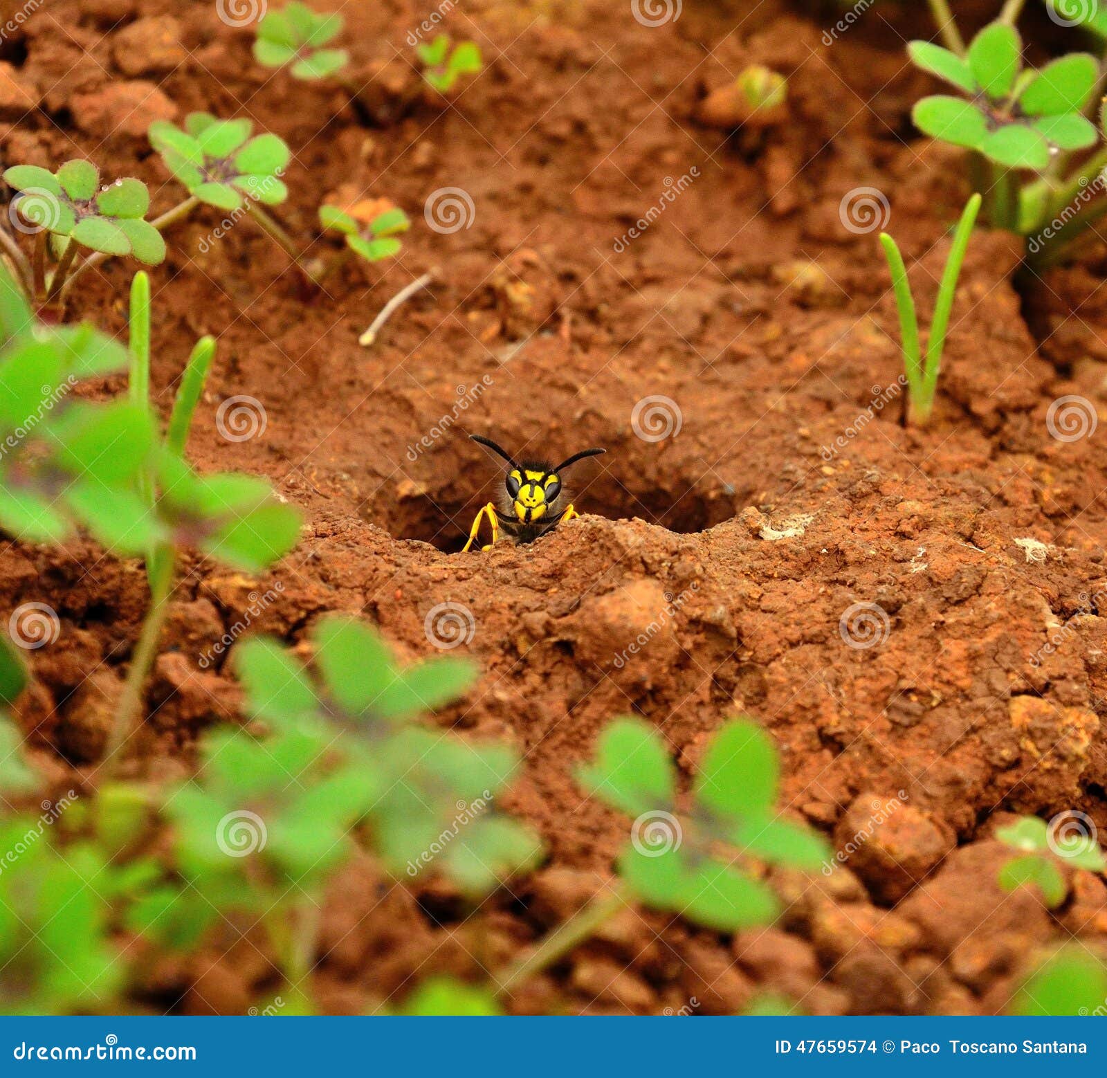 Wasp in the Entrance Hole at Nest Stock Photo - Image of insects ...