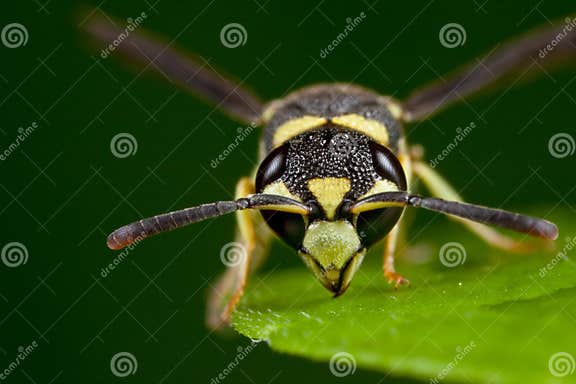 Wasp face stock image. Image of wild, stinging, green - 12319093
