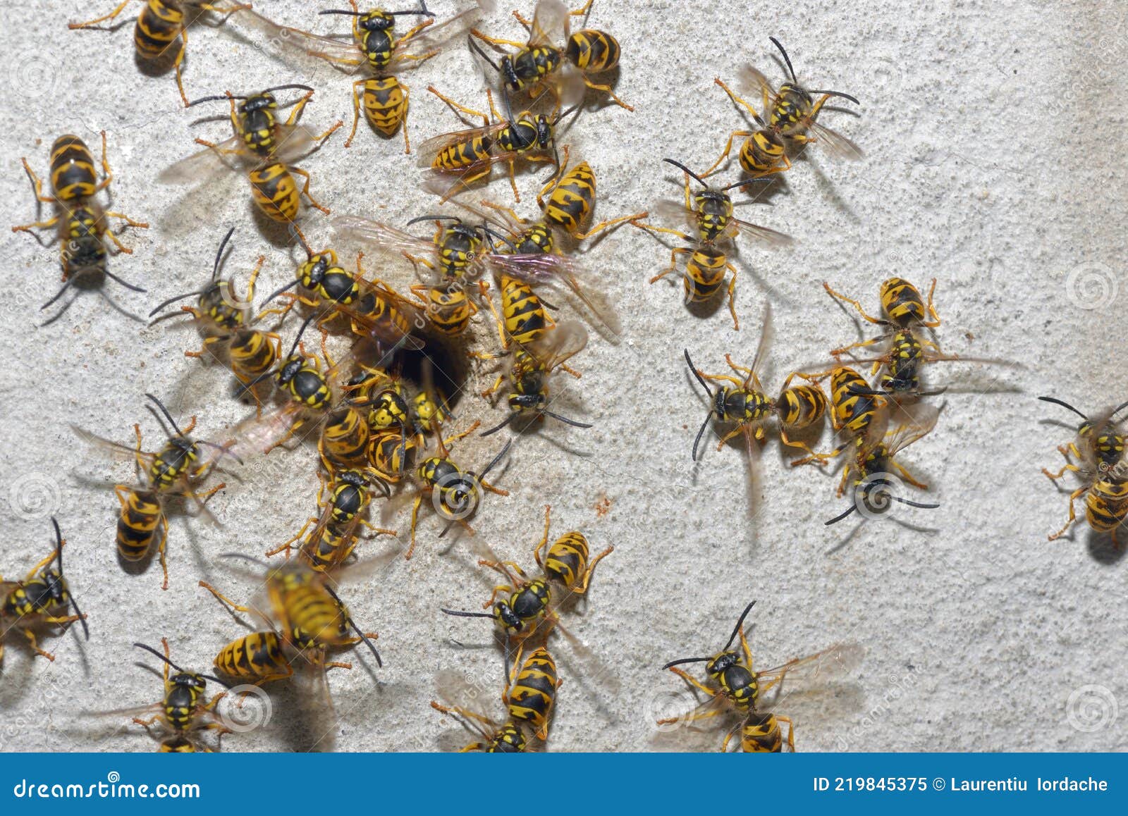 Wasp Family and nest hole stock image. Image of family - 219845375