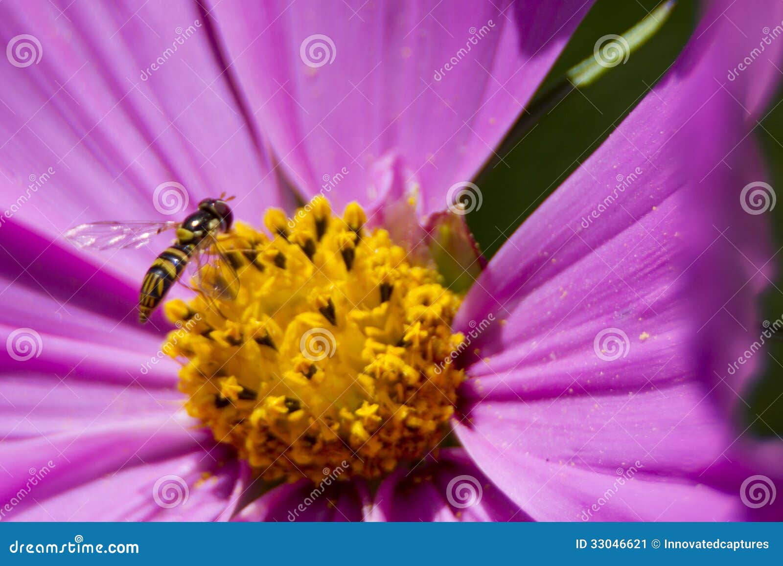 Wasp feeding stock image. Image of eating, feeding, bumble - 33046621