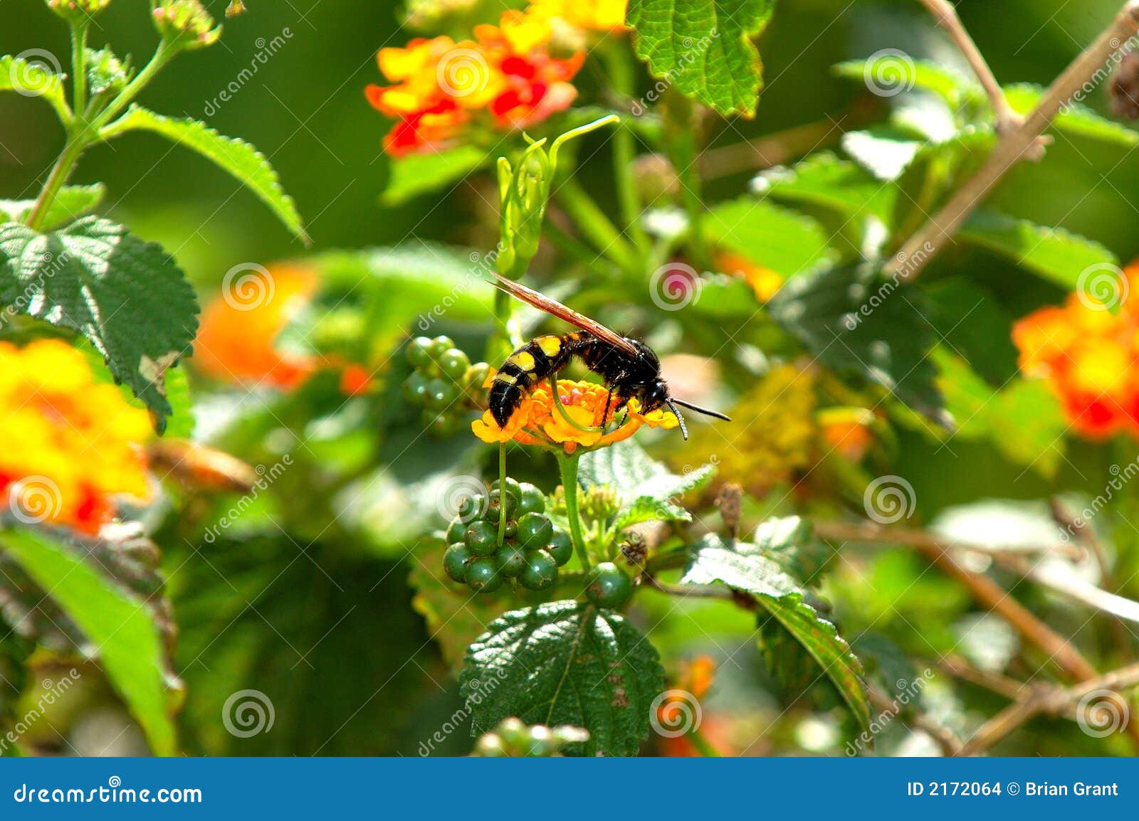 Wasp feeding on Lantana stock photo. Image of wasp, flower - 2172064