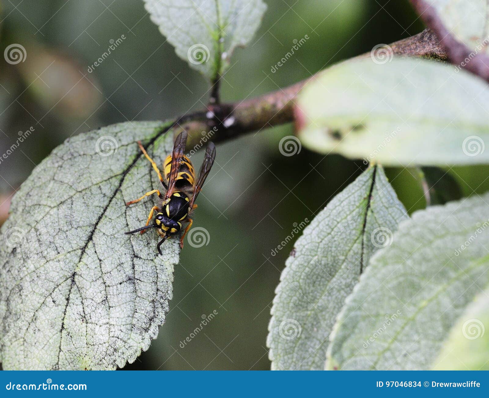 Wasp Feeding on Leaf Nectar Stock Photo - Image of insect, summer: 97046834