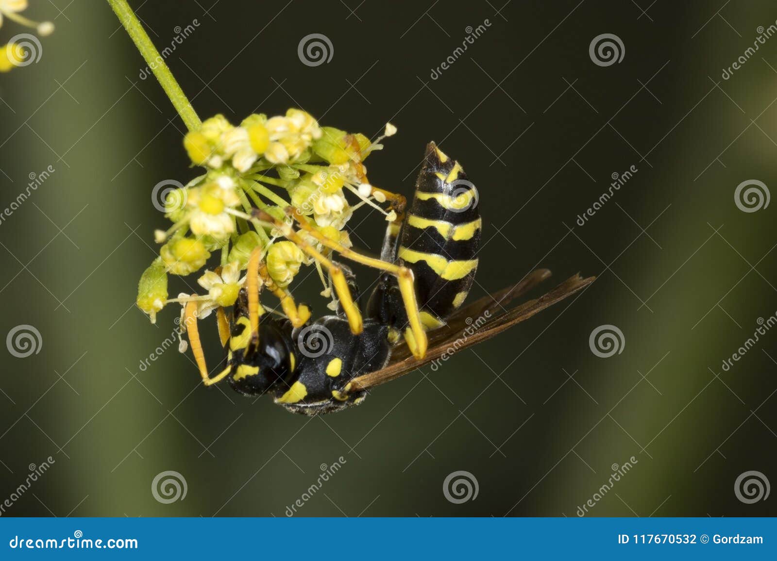 Paper wasp feeding stock photo. Image of summer, beautiful - 117670532