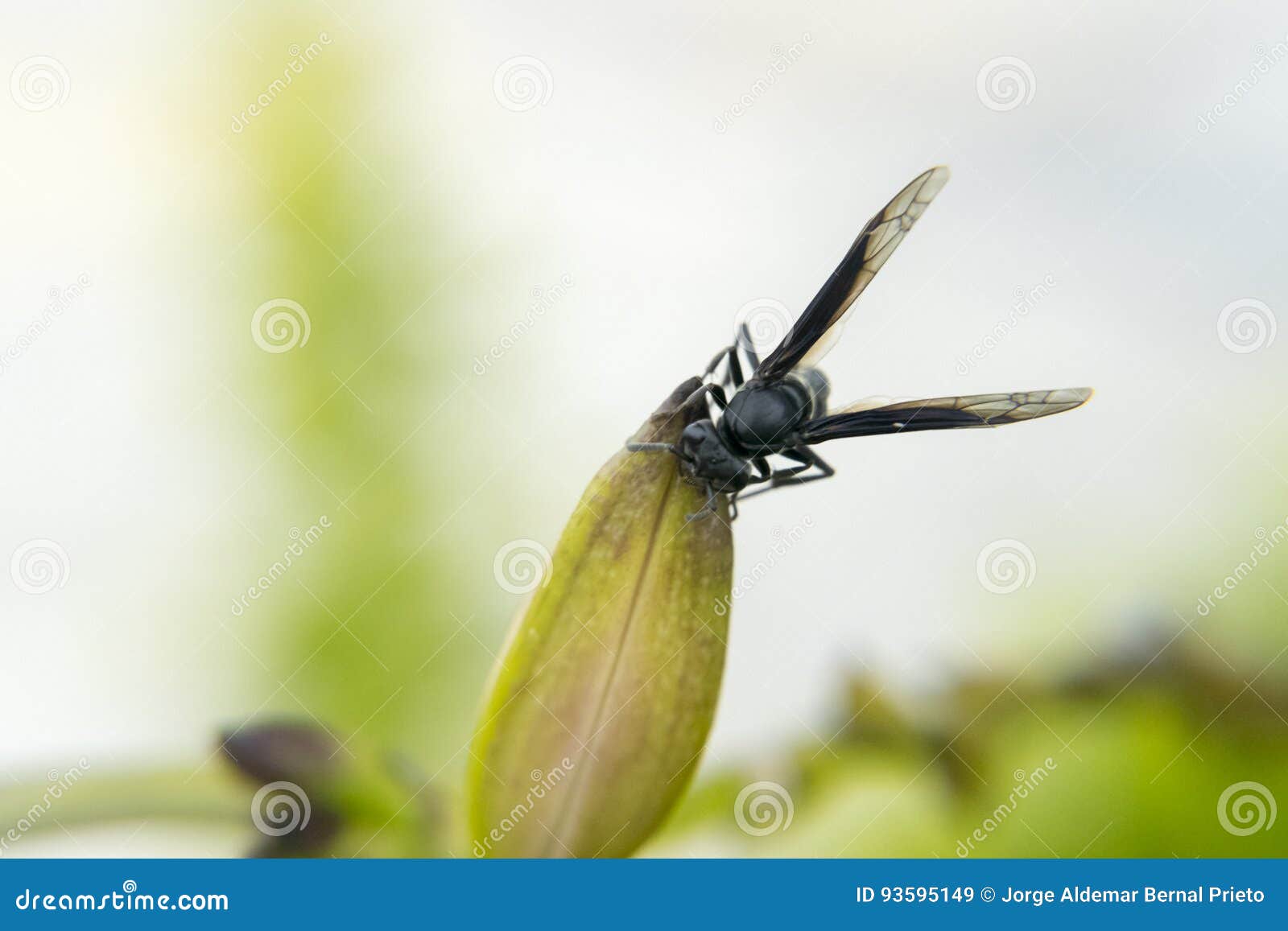 Wasp feeding from a plant stock image. Image of macro - 93595149