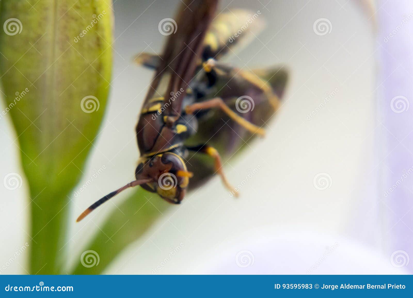 Wasp feeding from a plant stock image. Image of blooming - 93595983