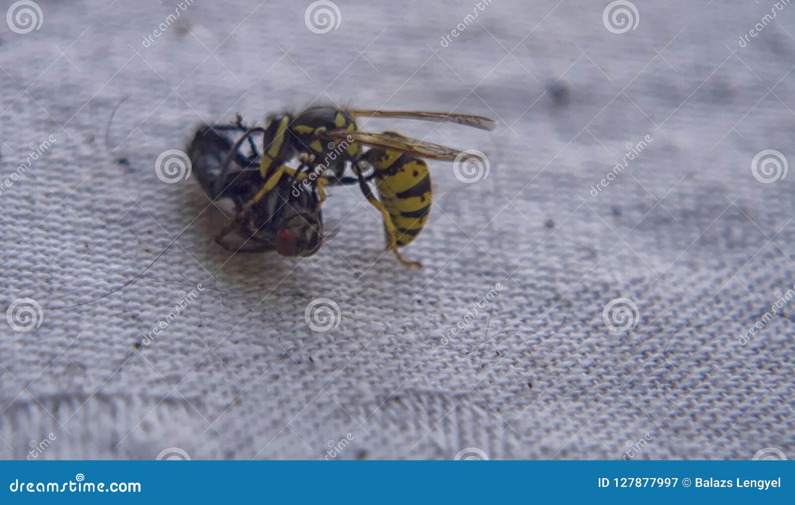 Wasp Fighting with Fly on the Table. Stock Image - Image of wasp, paper ...