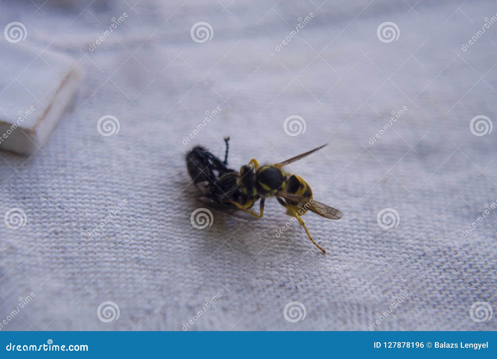 Wasp Fighting with Fly on the Table. Stock Photo - Image of yellow ...