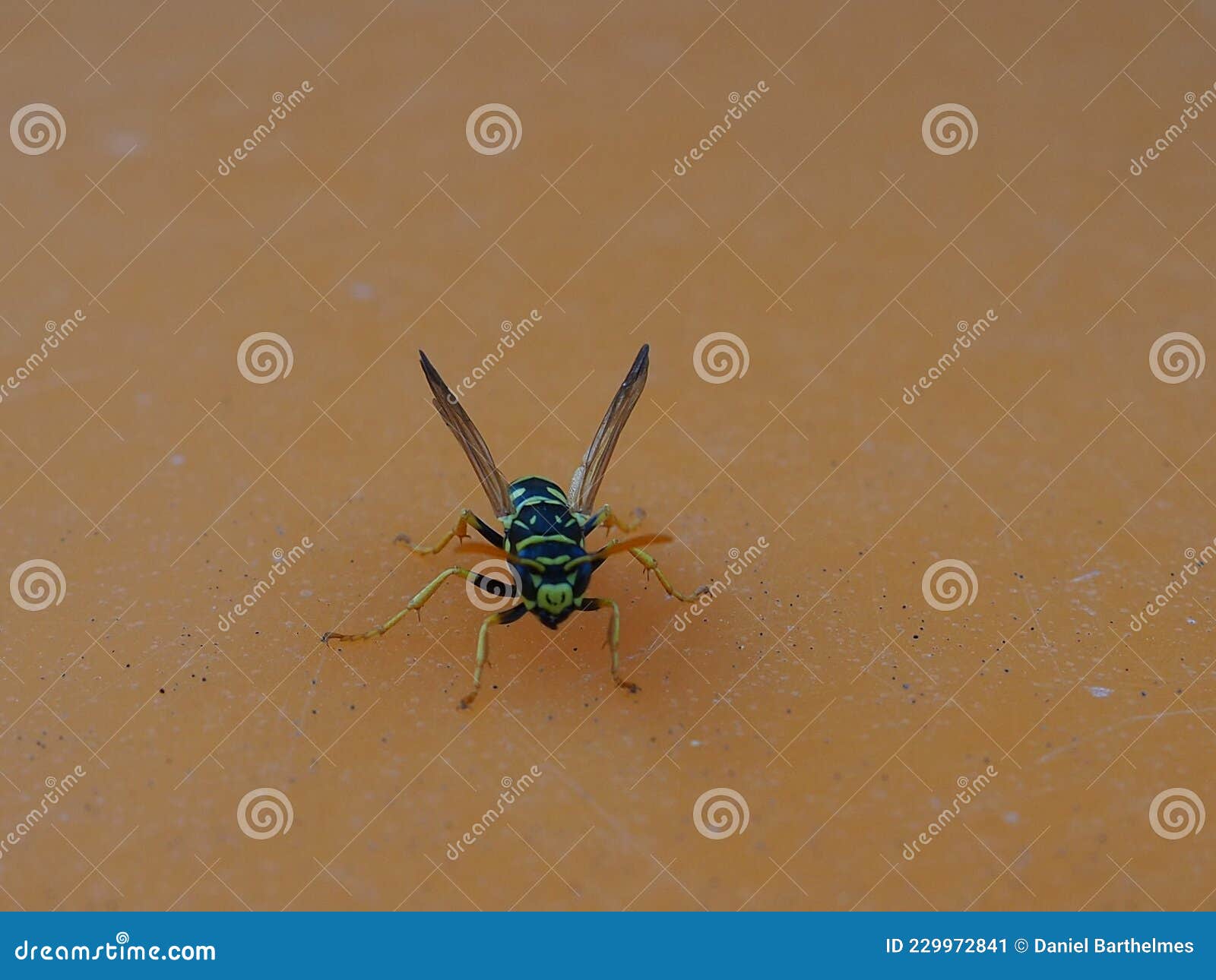 A Wasp in a Fighting Stance Stock Image - Image of dragonfly, spiderweb ...