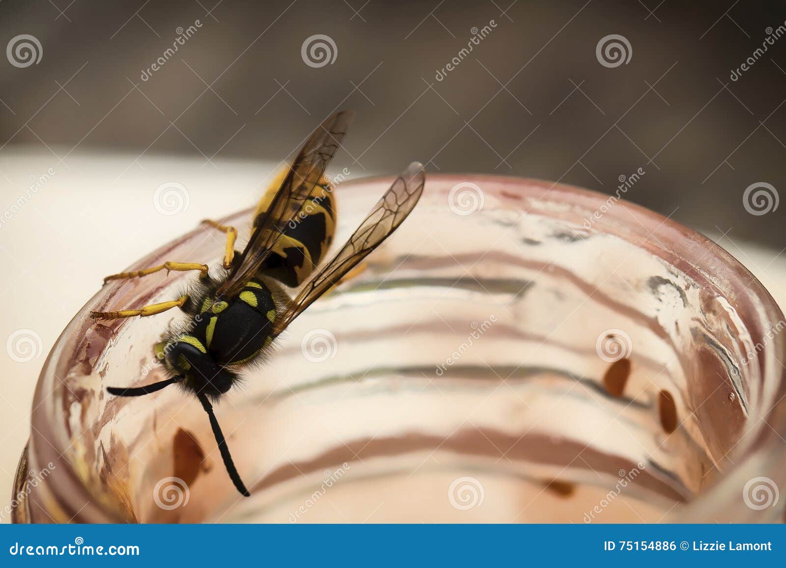 Wasp finds jam! stock photo. Image of jelly, picnic, macro - 75154886