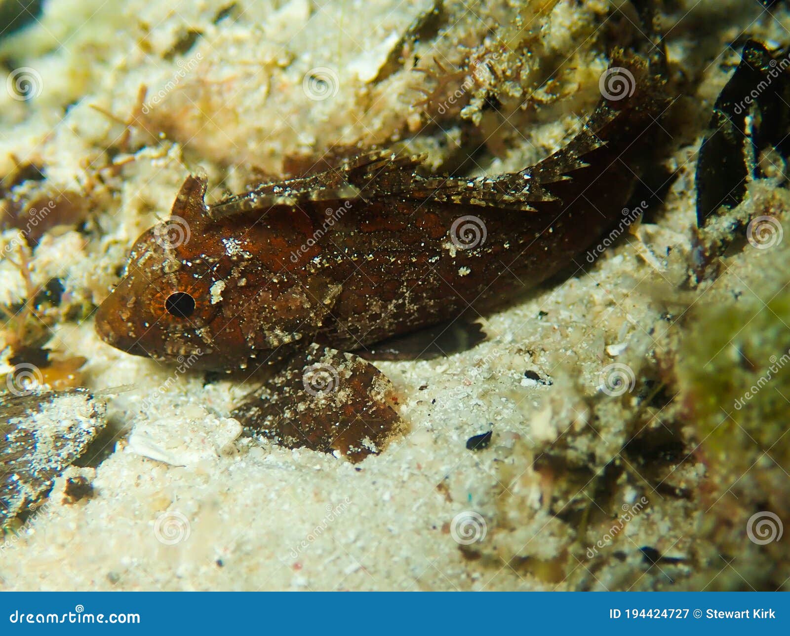 Wasp Fish on the Ocean Floor Stock Image - Image of environment ...