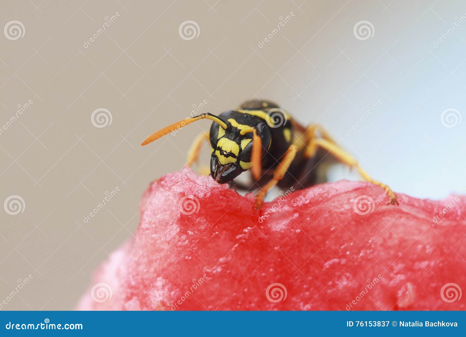 Wasp Flew into the Pulp of Juicy Watermelon Stock Image - Image of ...