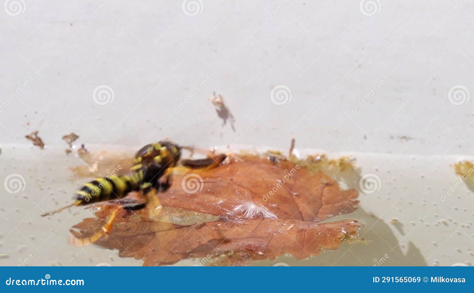 The Wasp Flies Over the Water Surface, Slow Motion Stock Video - Video ...