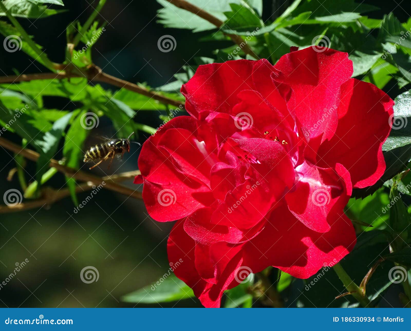 The Wasp Flies To the Red Rose Flower Stock Photo - Image of life ...