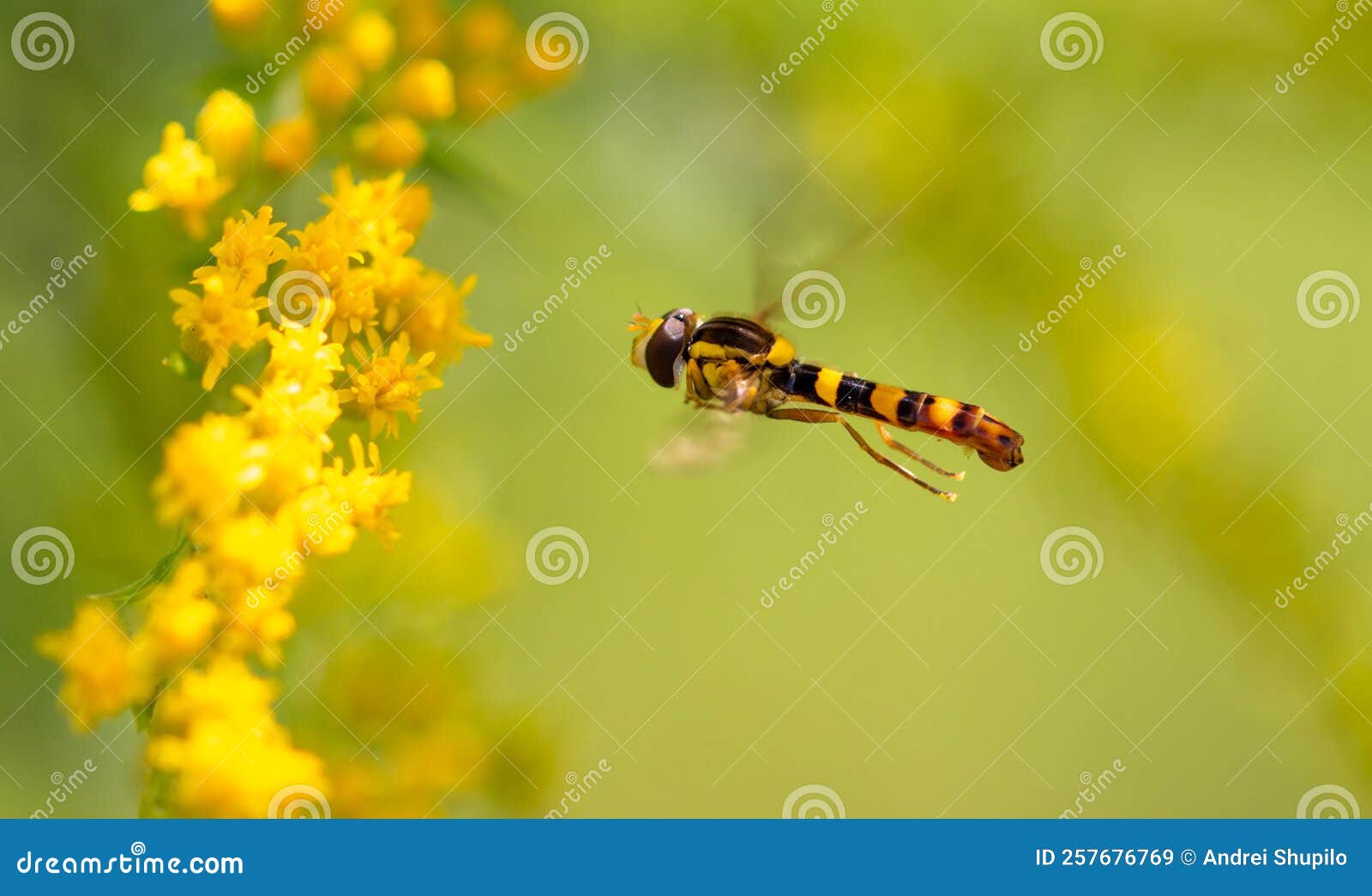 Wasp in flight in the air. stock image. Image of isolated - 257676769