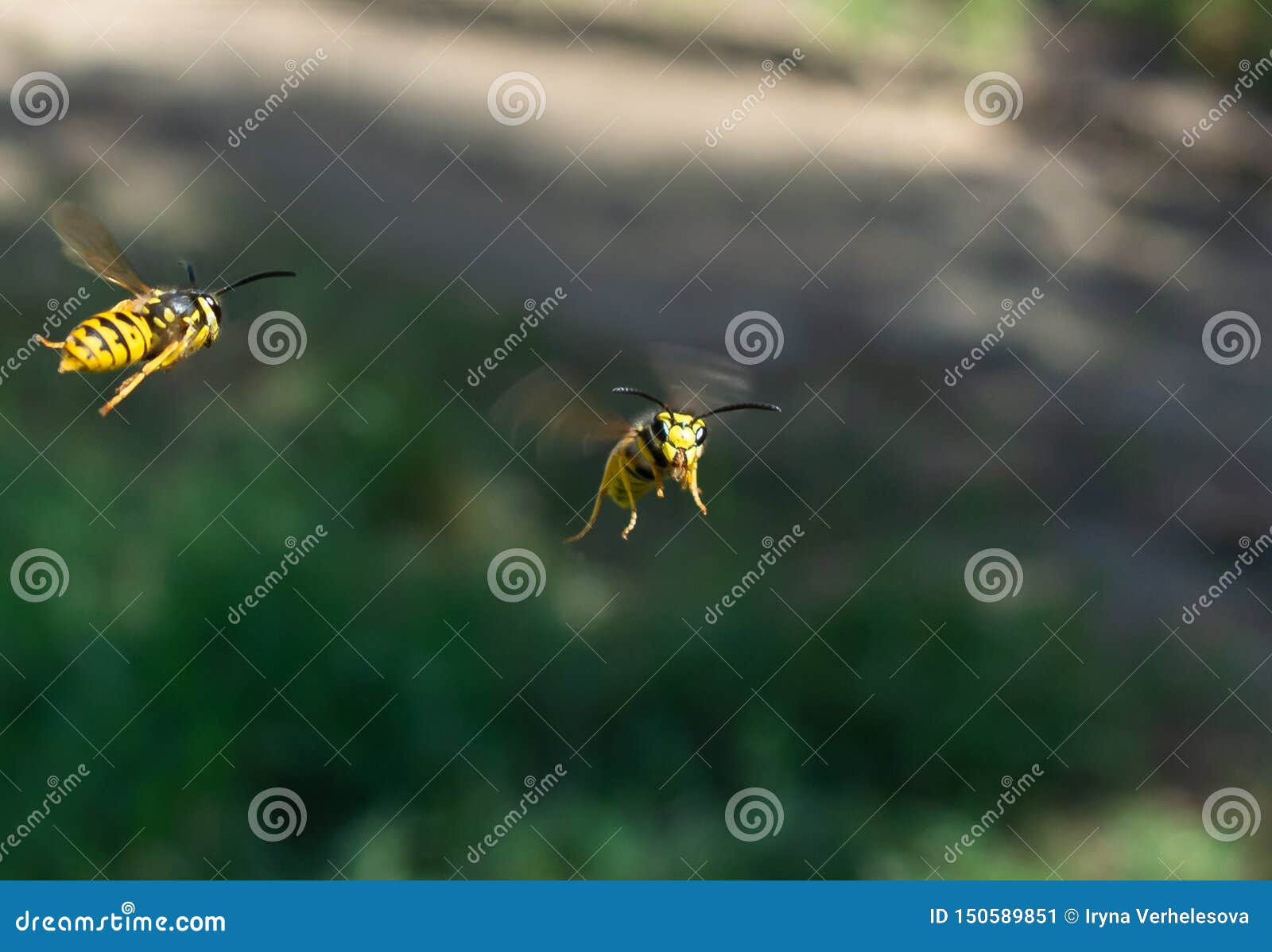 The Wasp in Flight Looks at the Camera at Us Stock Image - Image of ...