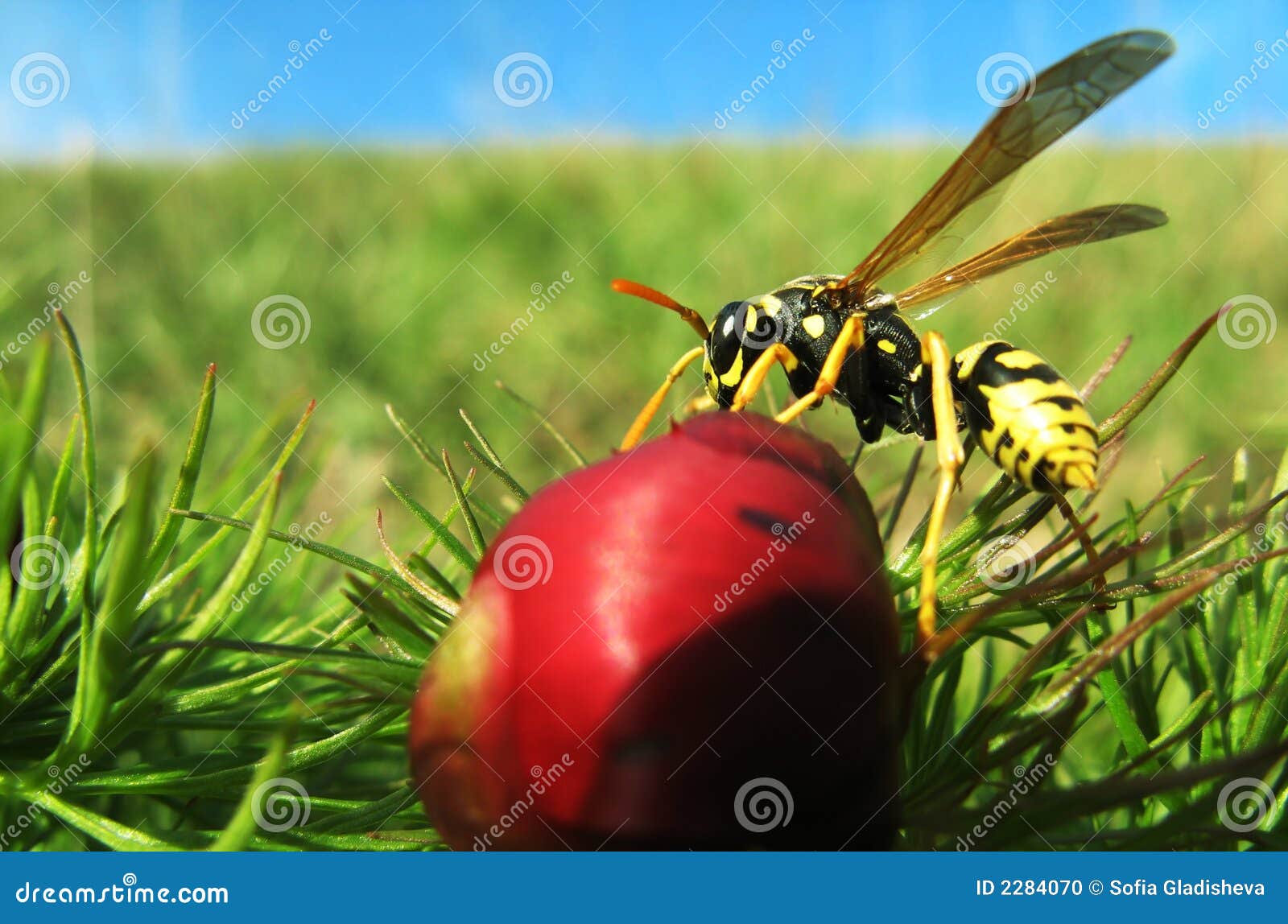 The wasp on the flower stock photo. Image of flora, outdoors - 2284070