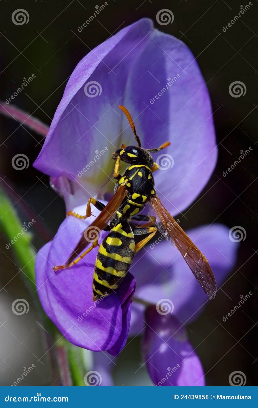Wasp on flower stock photo. Image of flying, stinging - 24439858